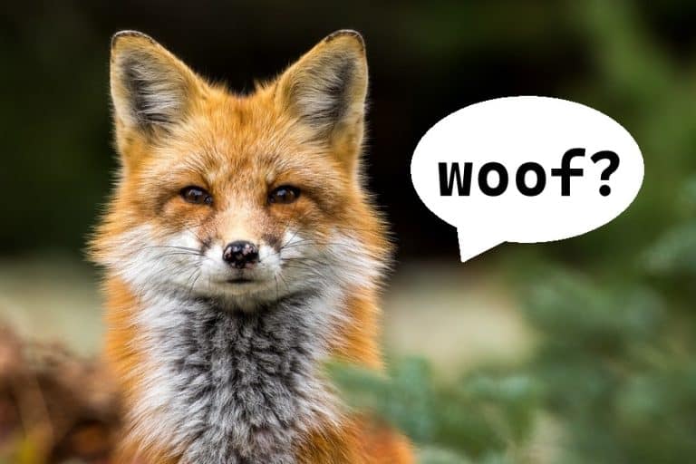 What Does a Fox Sound Like? | Ultimate Kilimanjaro