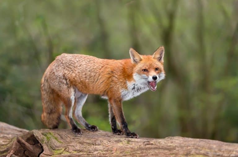 What Does a Fox Sound Like? | Ultimate Kilimanjaro