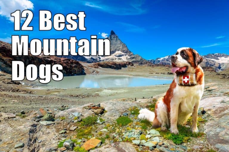 12 Best Mountain Dog Breeds (With Photos) | Ultimate Kilimanjaro