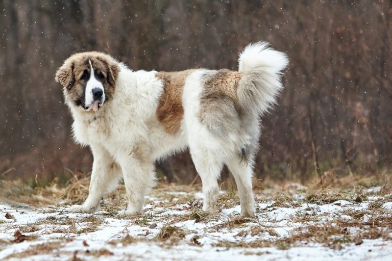 12 Best Mountain Dog Breeds (With Photos) | Ultimate Kilimanjaro