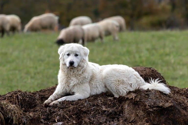 12 Best Mountain Dog Breeds (With Photos) | Ultimate Kilimanjaro