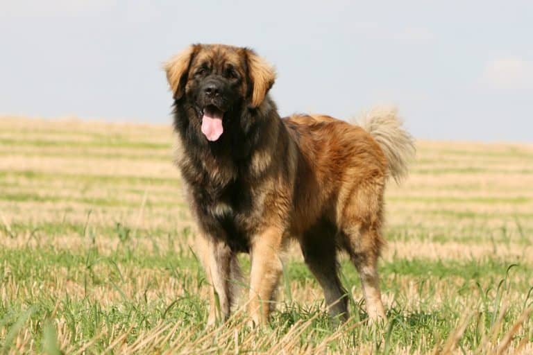 12 Best Mountain Dog Breeds (With Photos) | Ultimate Kilimanjaro
