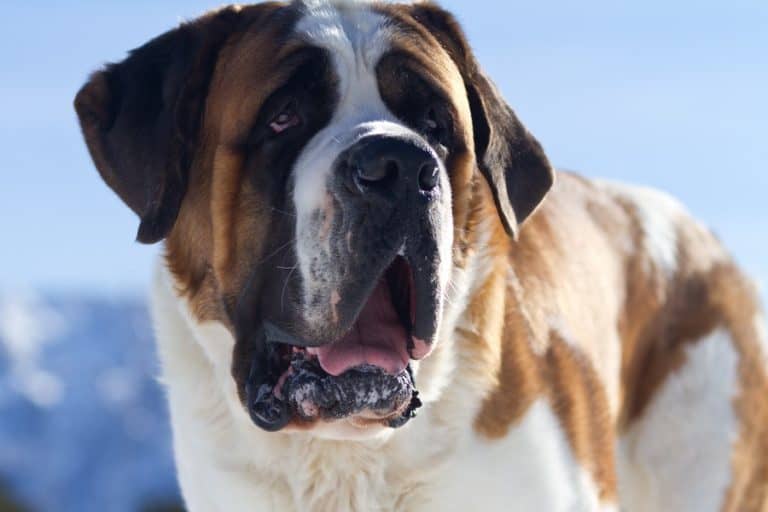 12 Best Mountain Dog Breeds (With Photos) | Ultimate Kilimanjaro