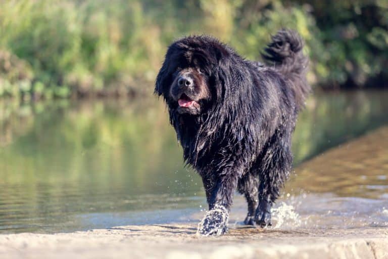 12 Best Mountain Dog Breeds (With Photos) | Ultimate Kilimanjaro