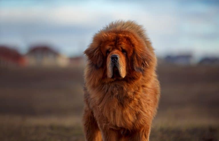 12 Best Mountain Dog Breeds (With Photos) | Ultimate Kilimanjaro