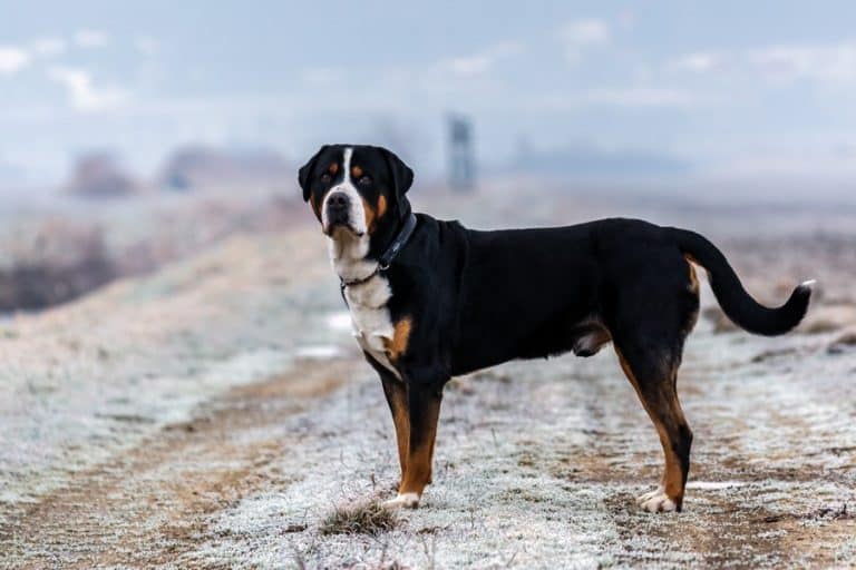 12 Best Mountain Dog Breeds (With Photos) | Ultimate Kilimanjaro