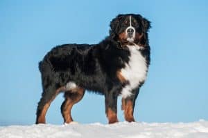 12 Best Mountain Dog Breeds (With Photos) | Ultimate Kilimanjaro
