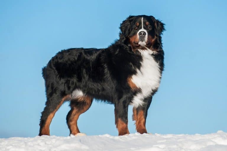 12 Best Mountain Dog Breeds (With Photos) | Ultimate Kilimanjaro
