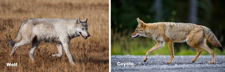 Wolves vs. Coyotes: What’s the Difference? | Ultimate Kilimanjaro