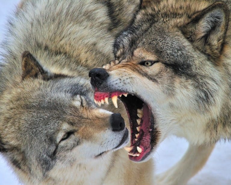 Wolves vs. Coyotes: What’s the Difference? | Ultimate Kilimanjaro