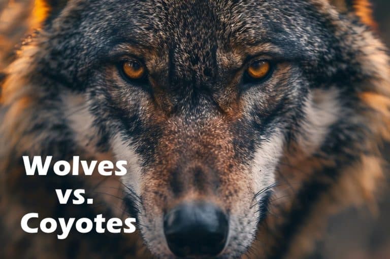 Wolves vs. Coyotes: What’s the Difference? | Ultimate Kilimanjaro