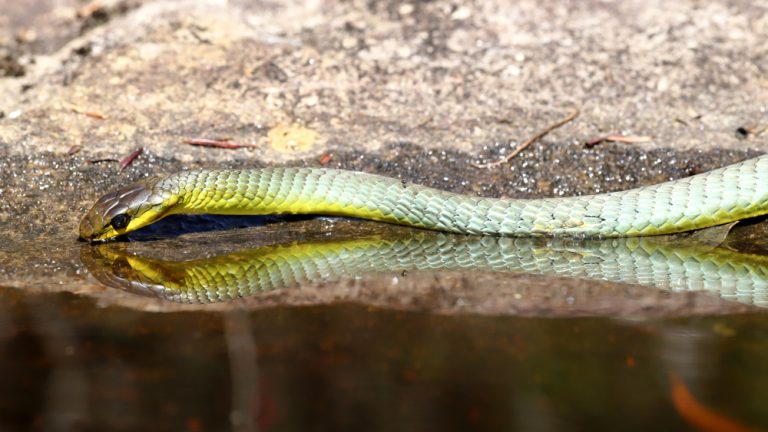 What Do Snakes Eat? (In the Wild & As Pets) | Ultimate Kilimanjaro