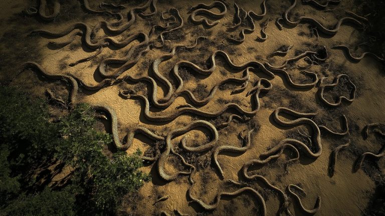 Snake Island, Brazil: Deadliest Place on Earth? | Ultimate Kilimanjaro