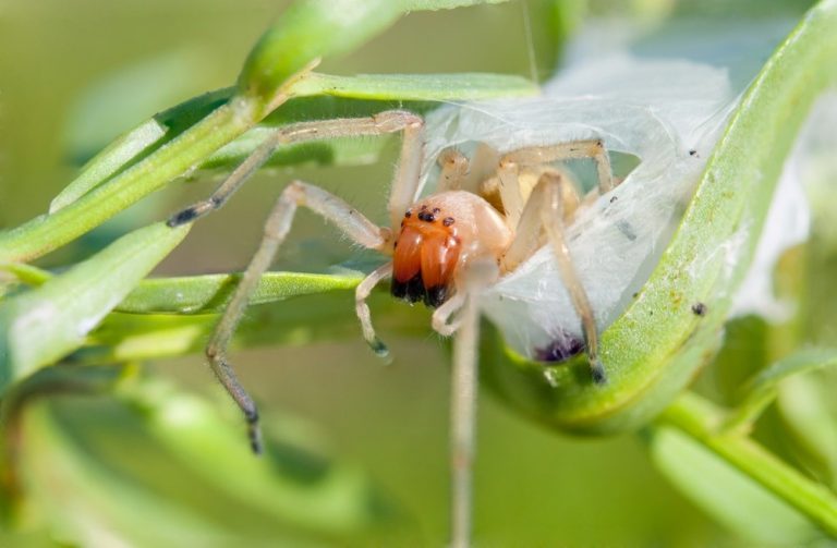 The World’s 12 Most Venomous Spiders (Deadly to Humans) | Ultimate ...