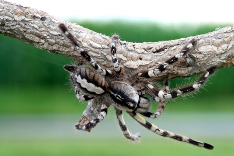The World’s 12 Most Venomous Spiders (Deadly to Humans) | Ultimate ...