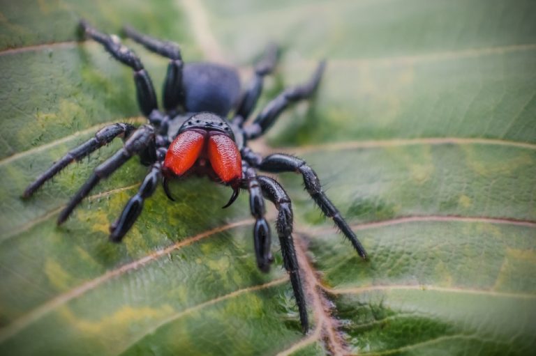 The World’s 12 Most Venomous Spiders (Deadly to Humans) | Ultimate ...