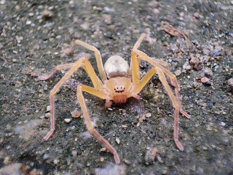 The World’s 12 Most Venomous Spiders (Deadly to Humans) | Ultimate ...
