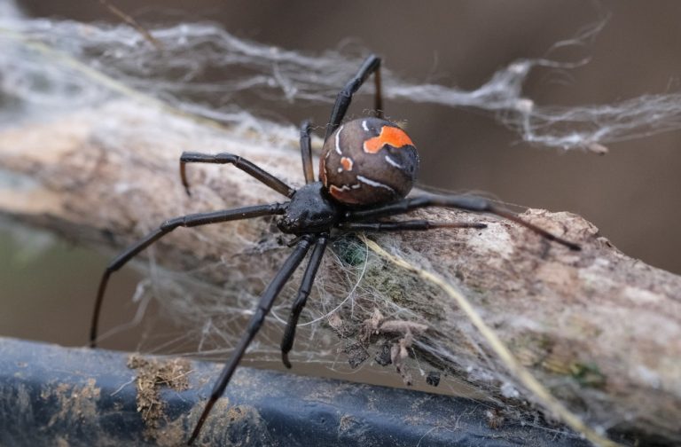 The World’s 12 Most Venomous Spiders (Deadly to Humans) | Ultimate ...