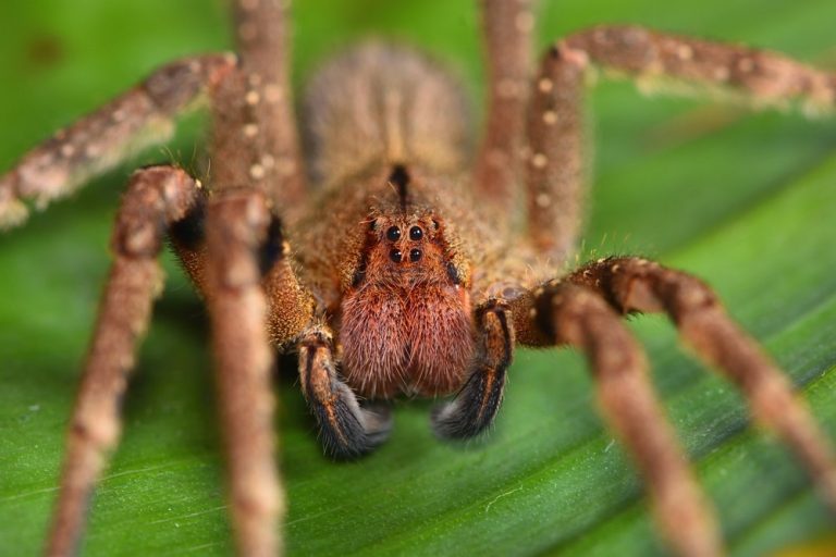 The World’s 12 Most Venomous Spiders (Deadly to Humans) | Ultimate ...