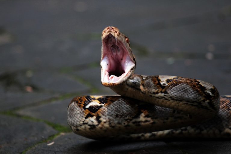 What Do Snakes Eat? (In the Wild & As Pets) | Ultimate Kilimanjaro