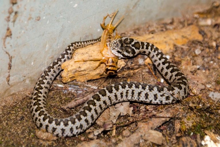 What Do Snakes Eat? (In the Wild & As Pets) | Ultimate Kilimanjaro