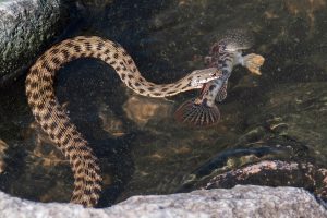 What Do Snakes Eat? (In the Wild & As Pets) | Ultimate Kilimanjaro