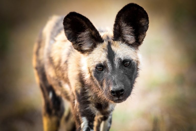 10 Fun Facts About African Wild Dogs | Ultimate Kilimanjaro