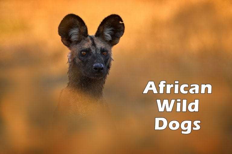 10 Fun Facts About African Wild Dogs | The Tube