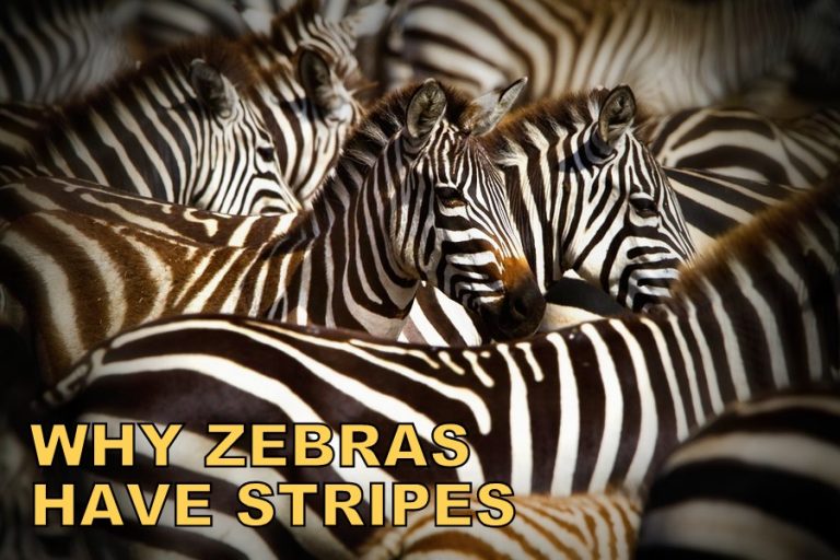 Why Do Zebras Have Stripes? (We Finally Know) | Ultimate Kilimanjaro