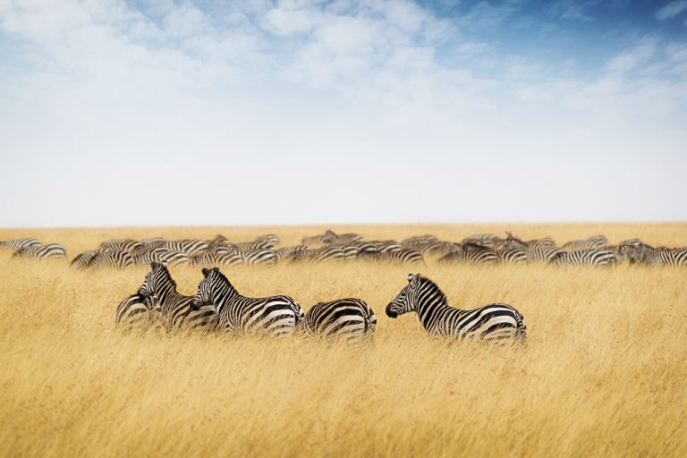 Why Do Zebras Have Stripes? (We Finally Know) | Ultimate Kilimanjaro