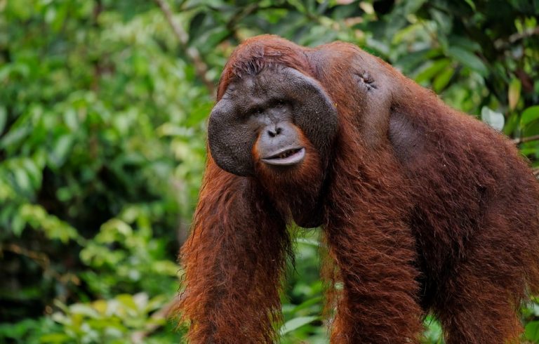 How Strong Is an Orangutan? | Ultimate Kilimanjaro