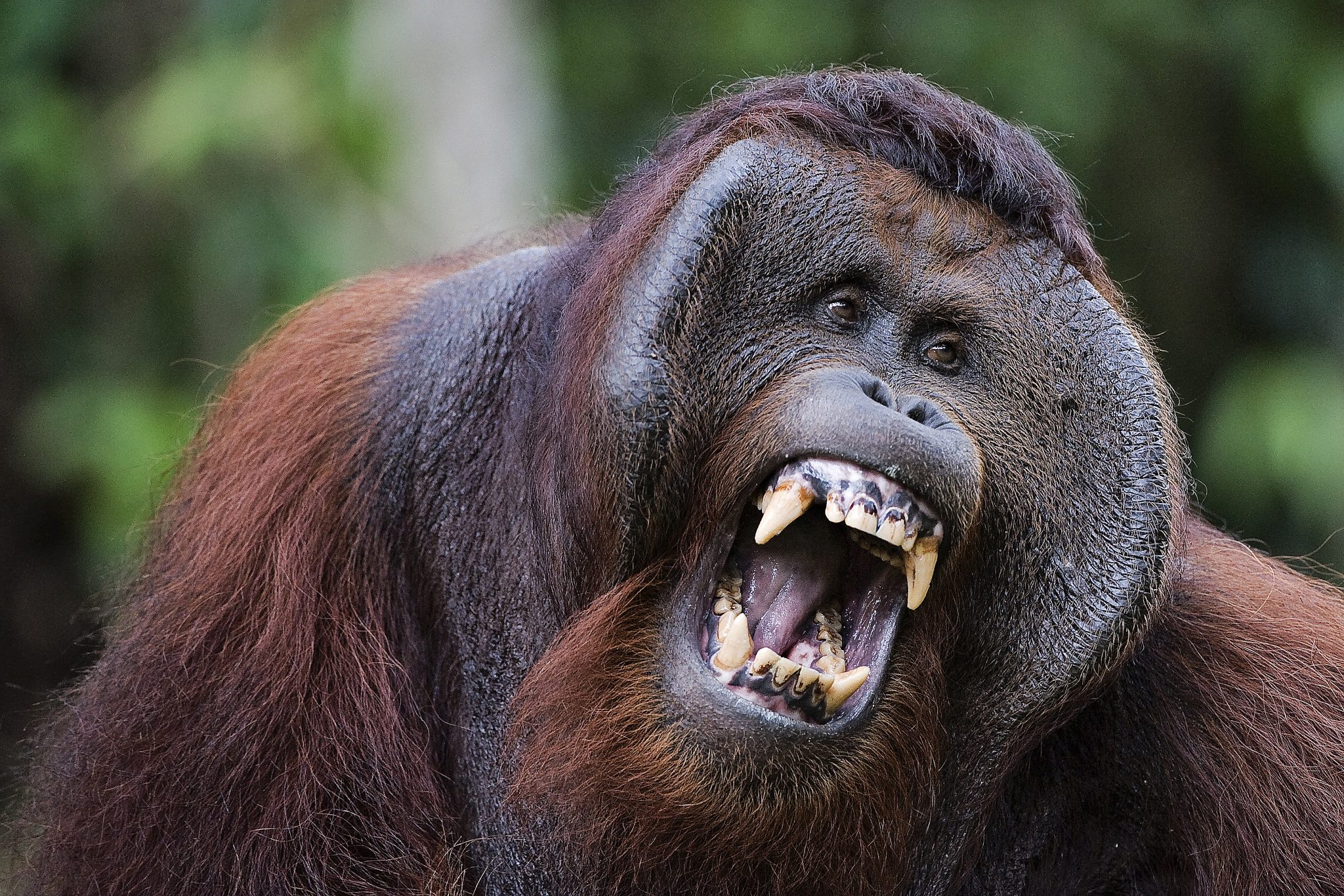 How Strong Is an Orangutan? | Ultimate Kilimanjaro