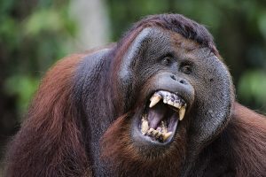 How Strong Is an Orangutan? | Ultimate Kilimanjaro